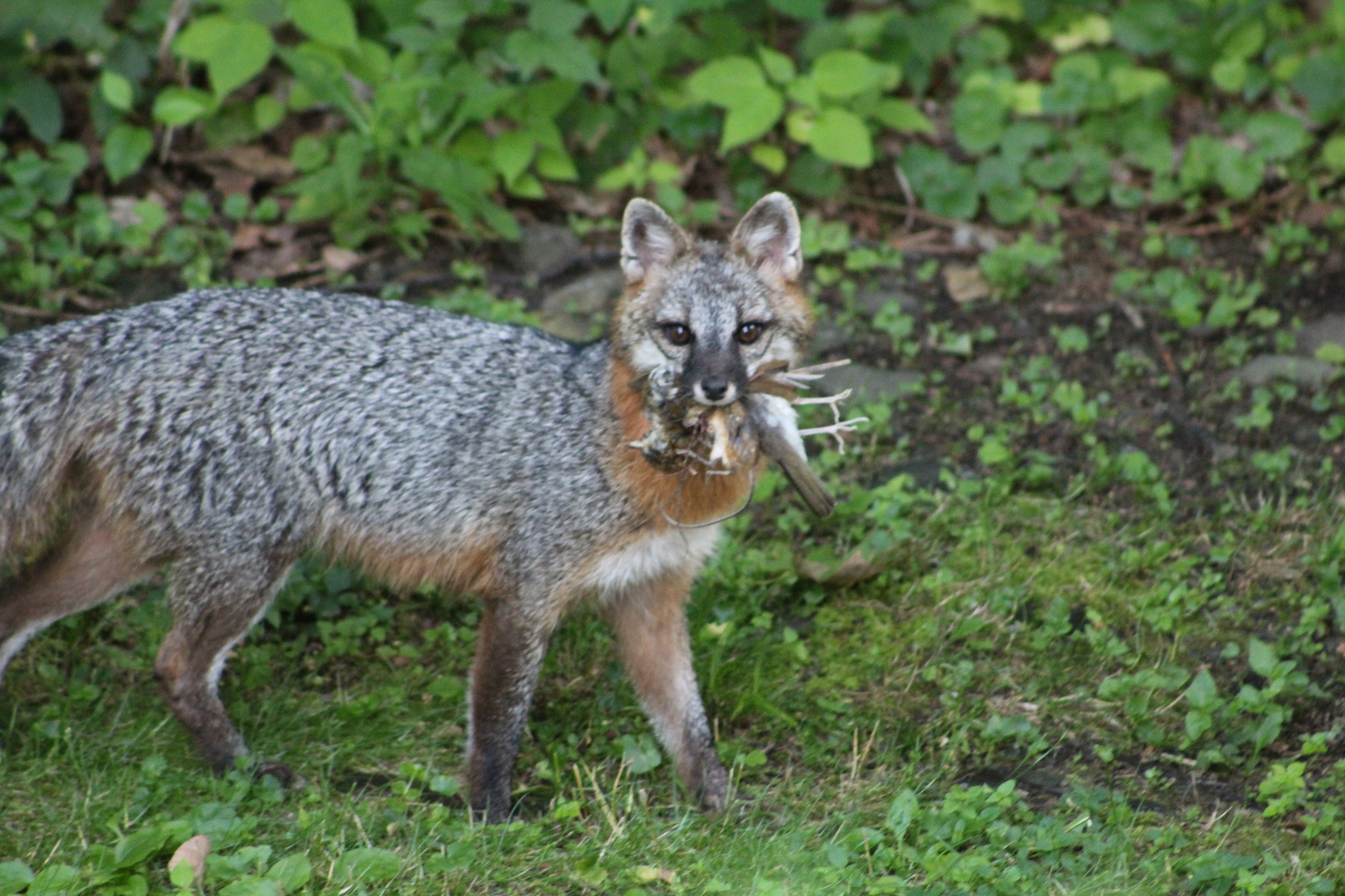 Urocyon Cinereoargenteus