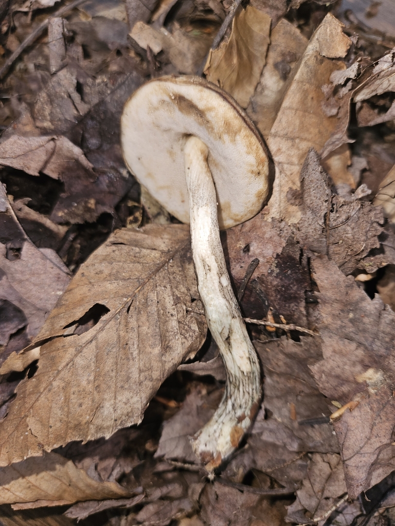 Ghost Bolete from Canaan Heights, WV 26260, USA on August 11, 2023 at ...