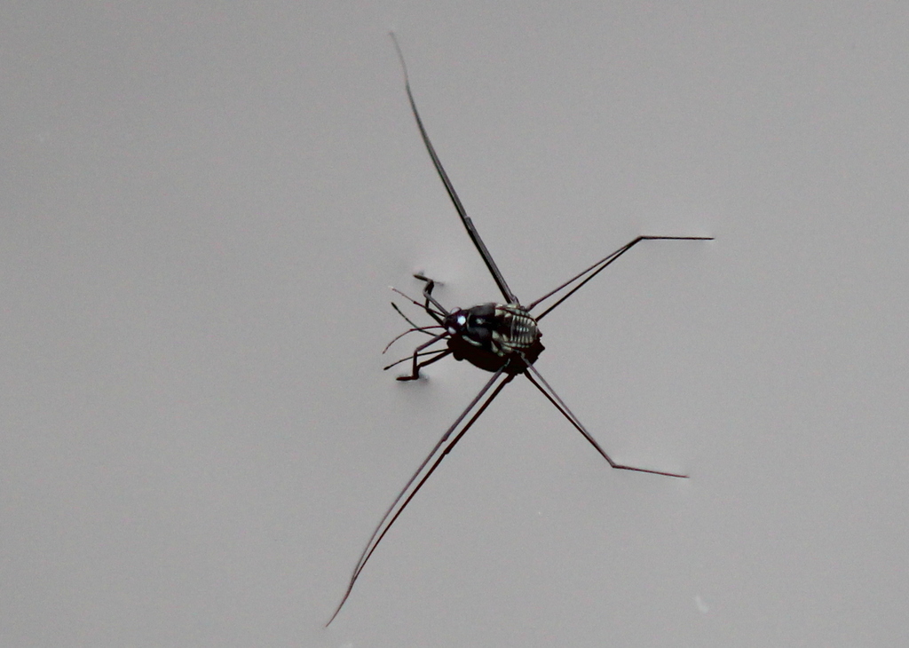 Metrobates hesperius from Greenville, ME, USA on August 5, 2023 at 11: ...