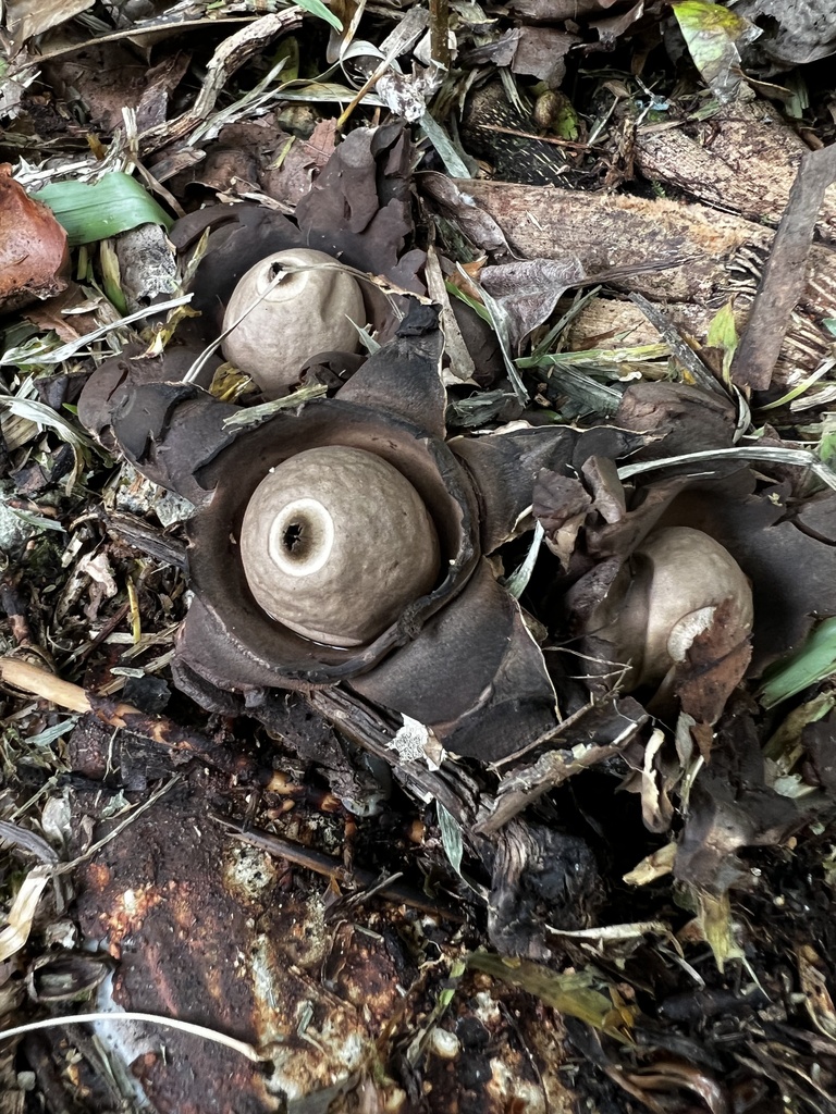 Collared Earthstar from Ngerekebesang, Palau, PW on August 11, 2023 at ...
