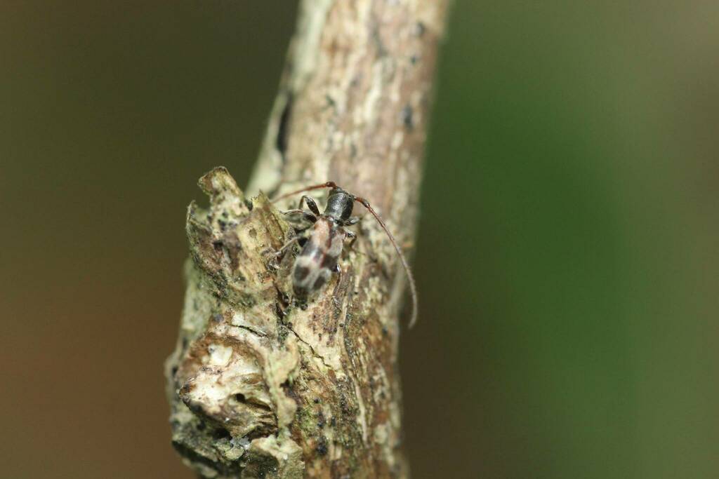 Egesina bifasciana from 長池公園 on July 9, 2023 at 12:55 PM by 登坂久雄 ...