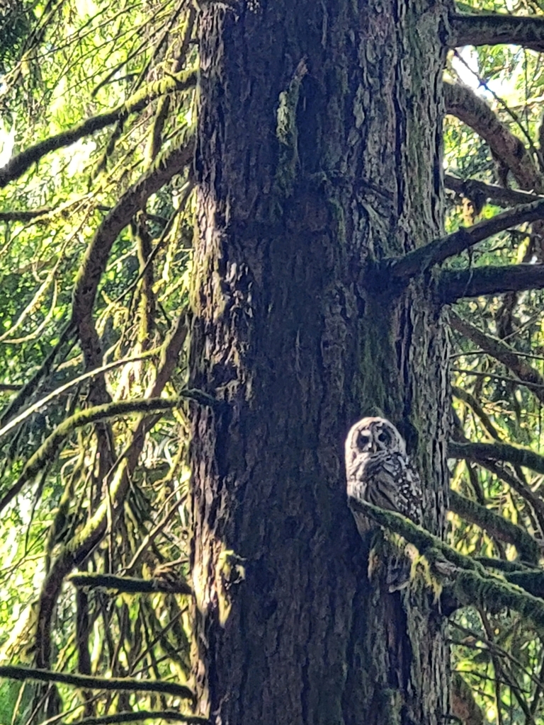 Barred Owl from Arlington Heights, Portland, OR, USA on August 11, 2023 ...