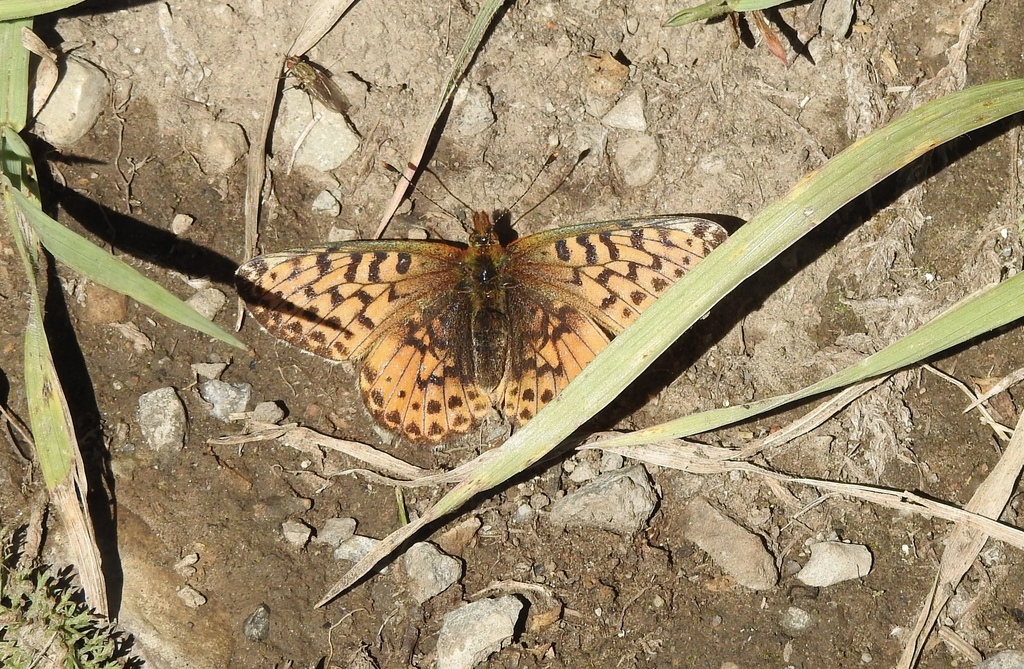 Purple Lesser Fritillary from Kananaskis, AB T0L, Canada on August 11 ...