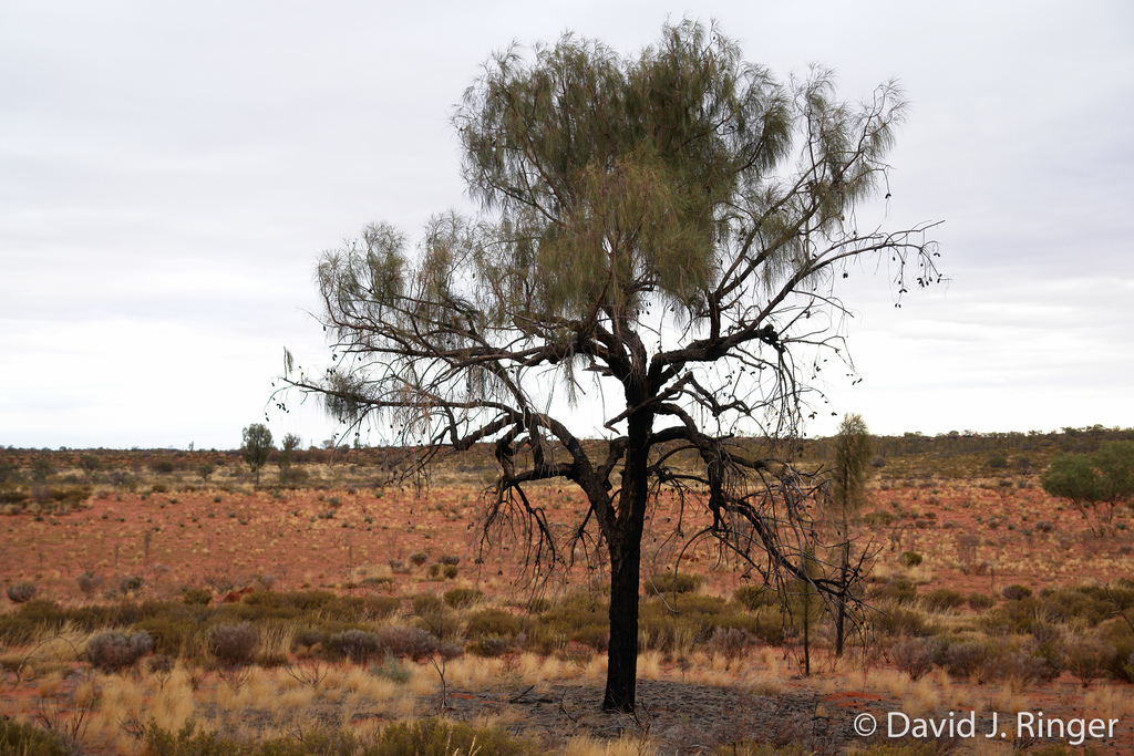 desert sheoak (Allocasuarina decaisneana) - Botanical Realm