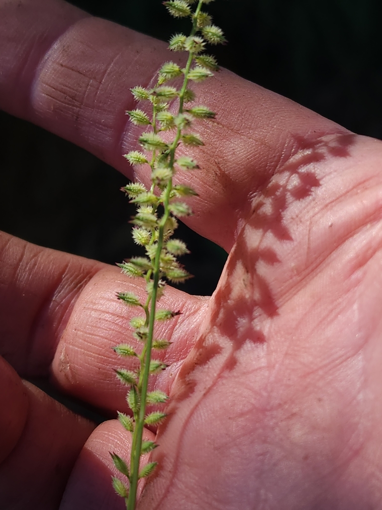 Australian bur-grass from Bouldercombe QLD 4702, Australia on August 12 ...