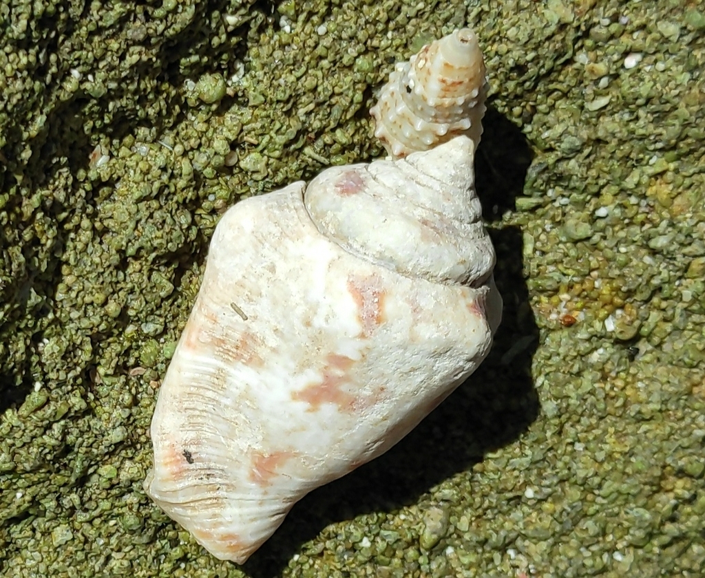 Variable Stromb from Tonga on August 12, 2023 at 12:13 PM by ...