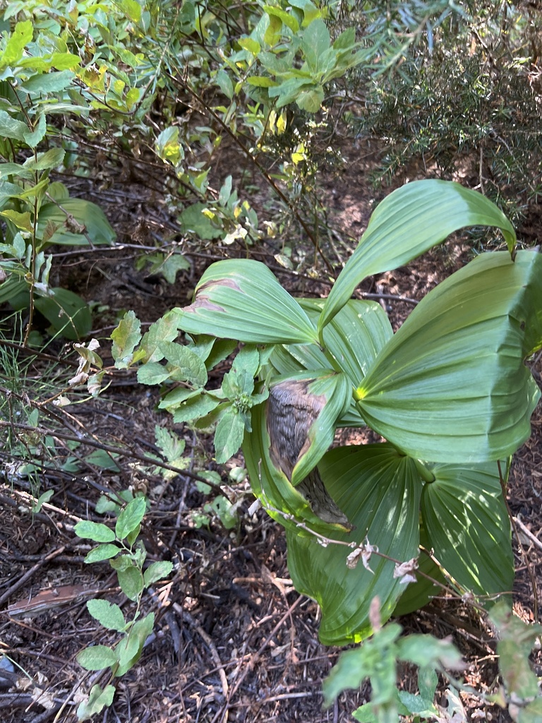 false hellebores from Mt. Baker-Snoqualmie National Forest, Snoqualmie ...