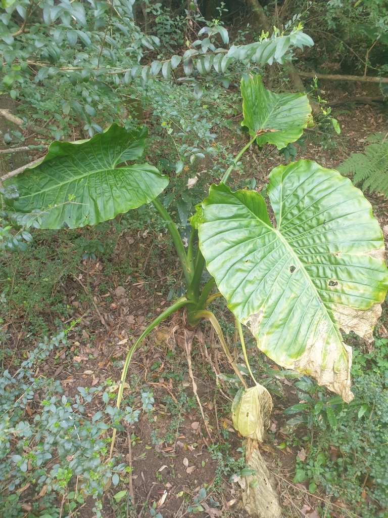Elephant's ear from Karangi NSW 2450, Australia on August 10, 2023 at 04:18 PM by Nick Lambert ...