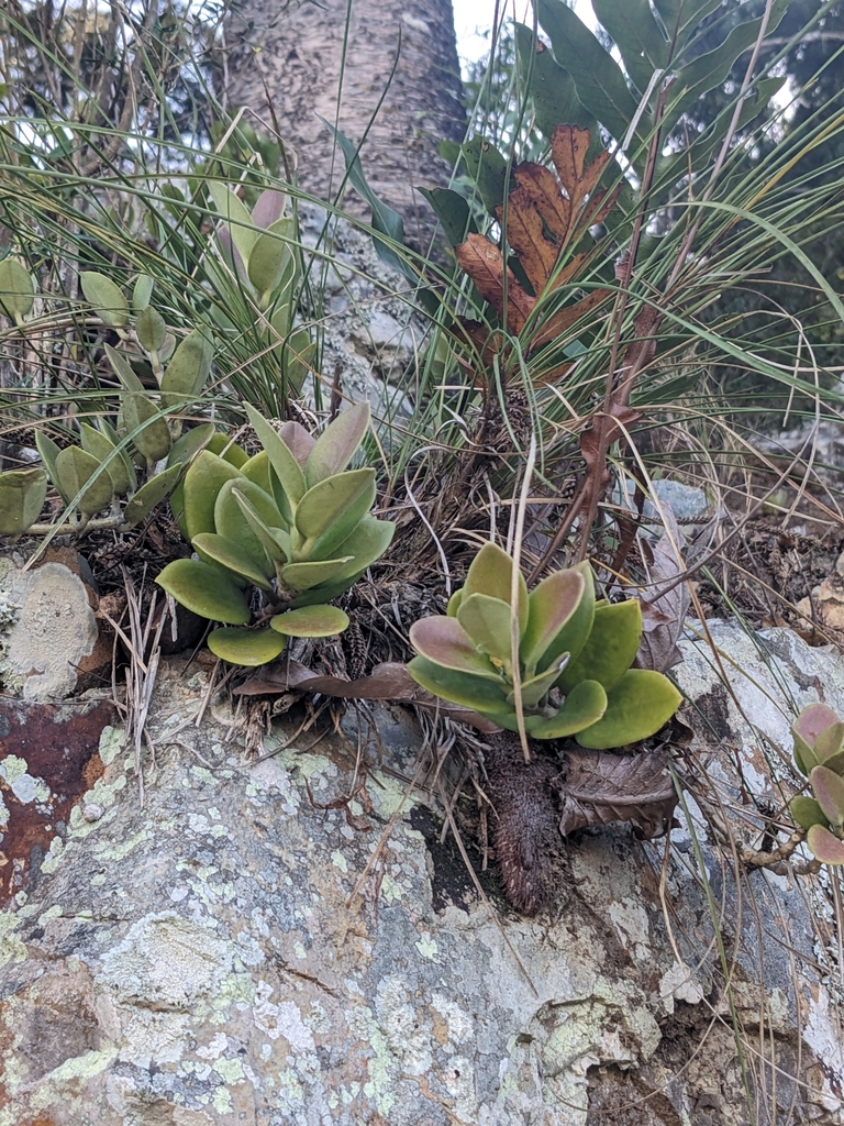 native hoya from Mulara QLD 4703, Australia on August 12, 2023 at 09:55 ...