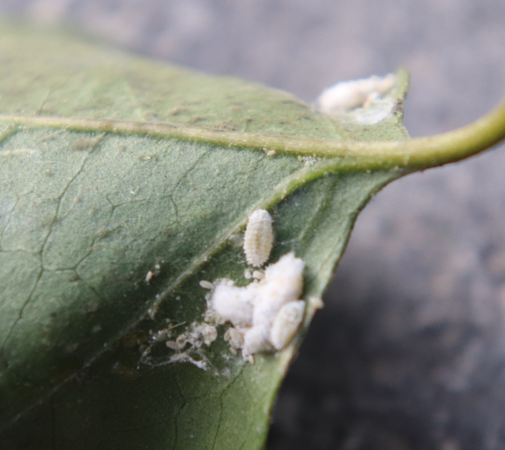 Planococcus citri (Risso, 1813)