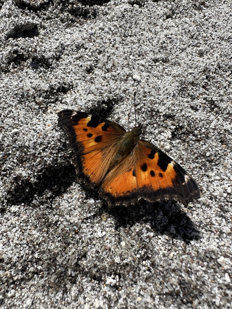 California Tortoiseshell from Deschutes National Forest, Crescent Lake ...