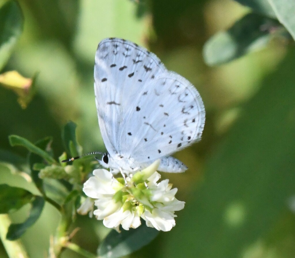Summer Azure from 7996 White Rd, Burbank, OH 44214, USA on August 3 ...