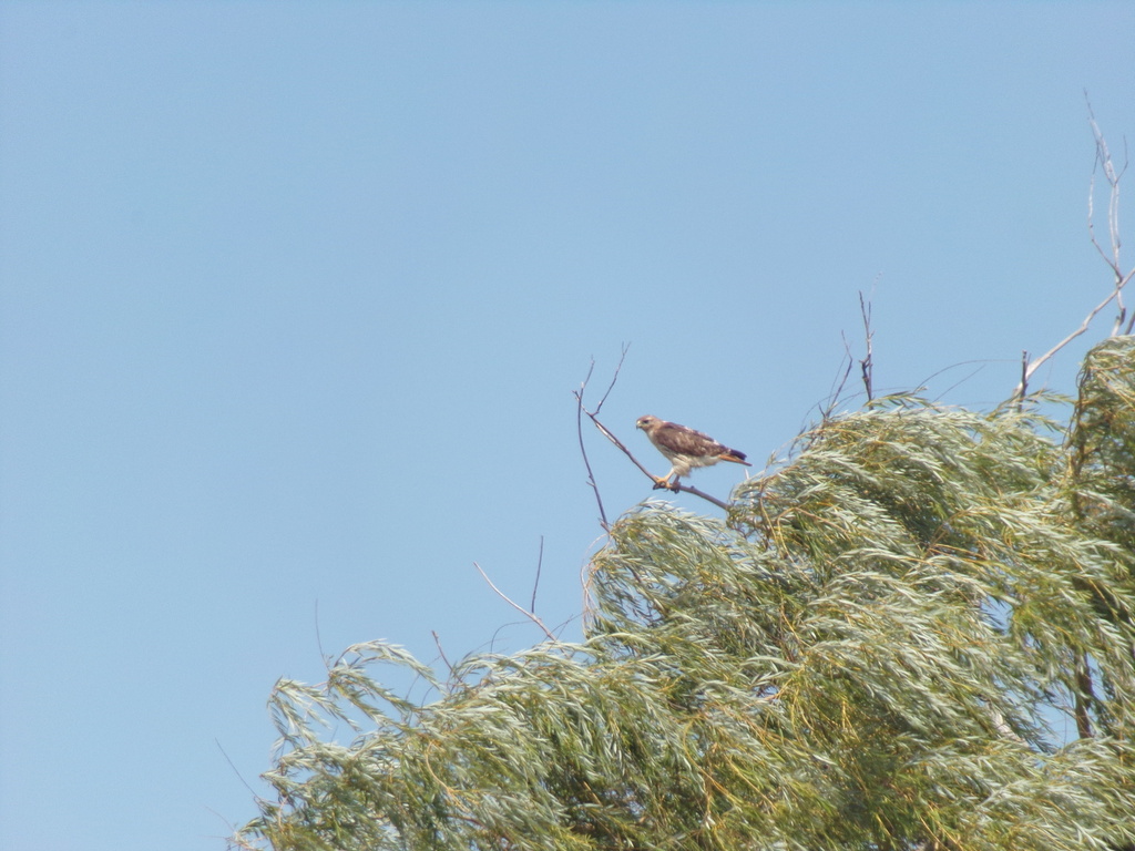 Red-tailed Hawk in August 2023 by Christopher Hensel · iNaturalist