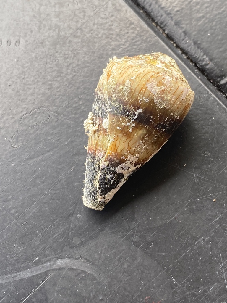 Mile Cone from South Pacifc Ocean on August 12, 2023 at 12:14 PM by ...