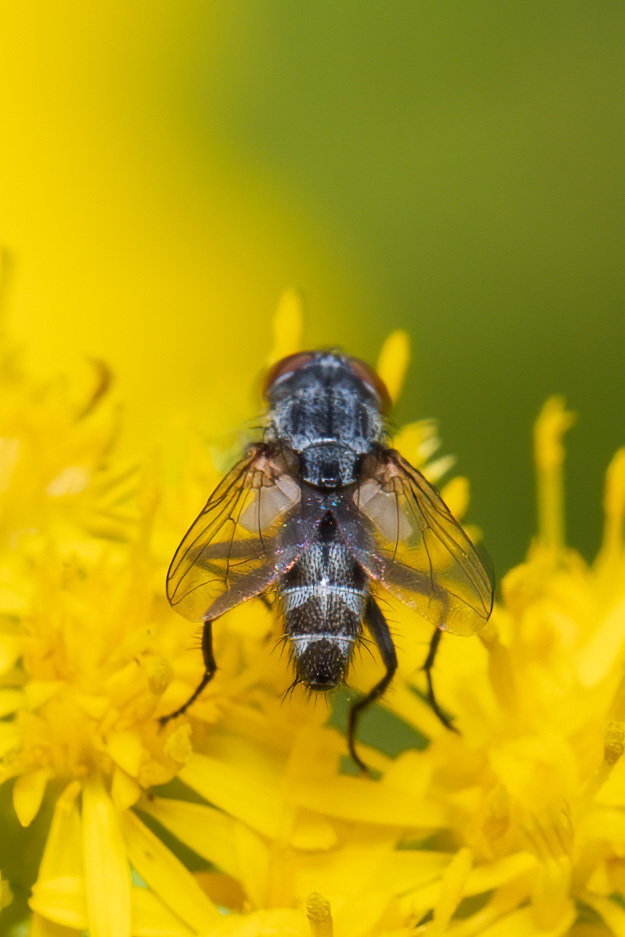 Bot Flies, Blow Flies, and Allies from Ashbridge's Bay Park, Toronto ...