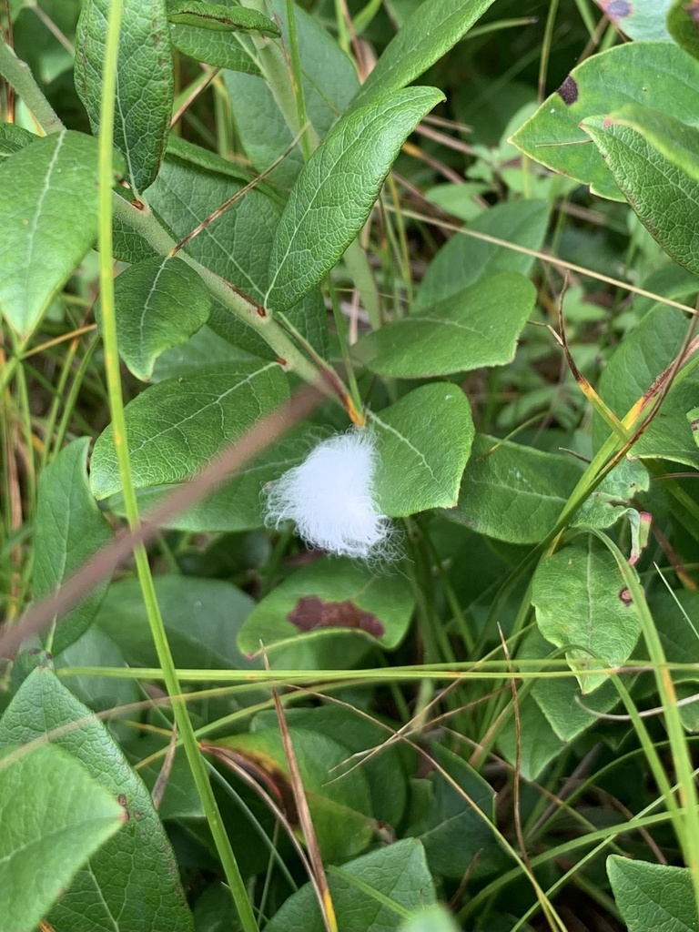 Black-waved Flannel Moth from Martha's Vineyard, West Tisbury, MA, US ...