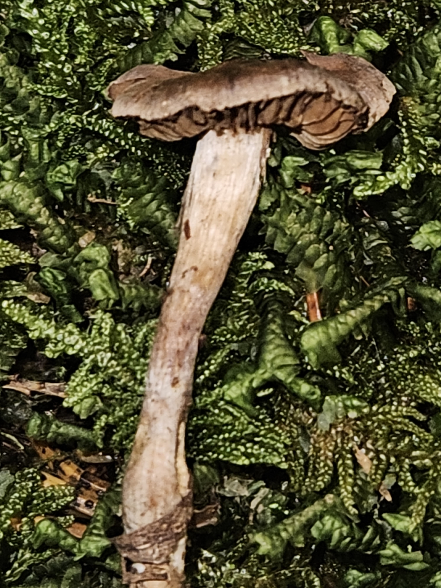 Cortinarius comptulus - Rundsporiger Wasserkopf