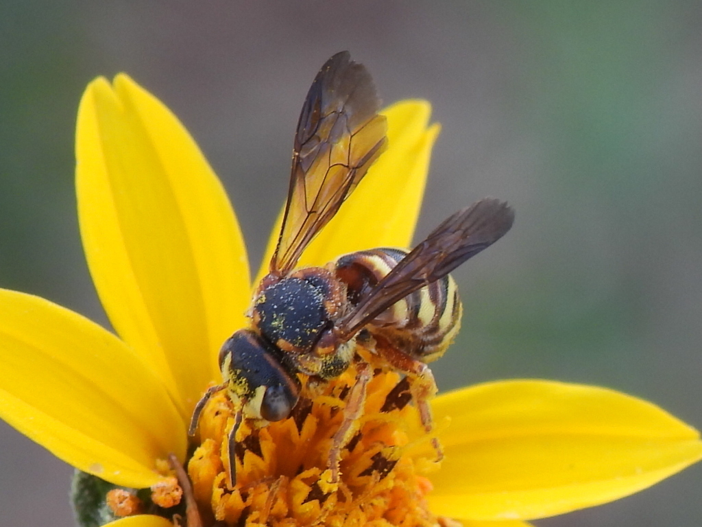 Curved Pebble Bee from West Arlington, Arlington, TX, USA on August 11 ...