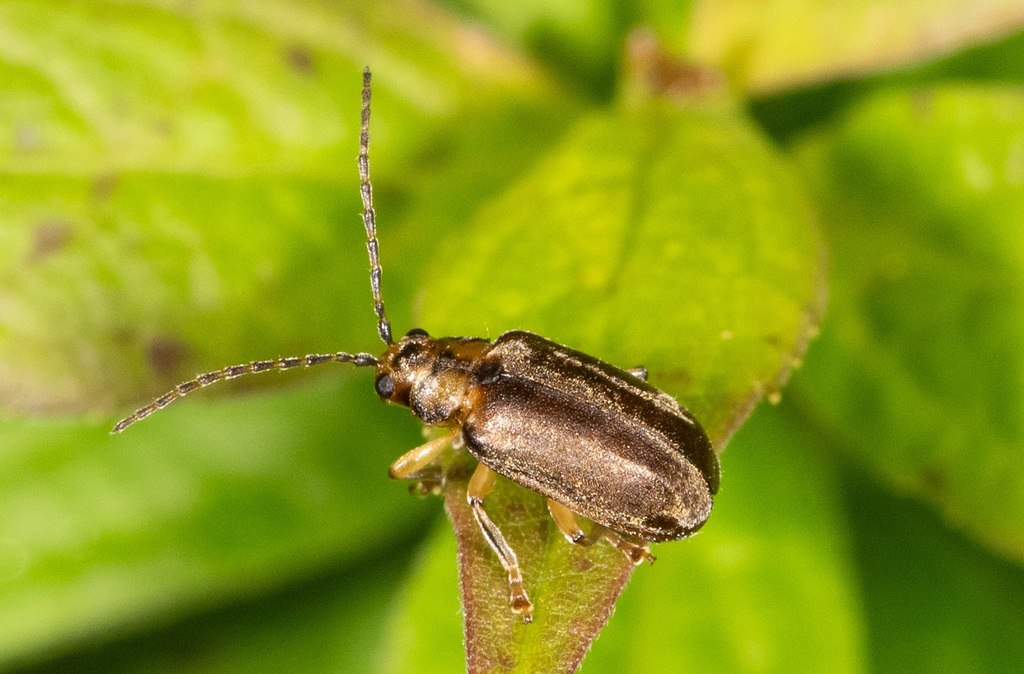 Viburnum Leaf Beetle from Garrett County, MD, USA on August 10, 2023 at ...