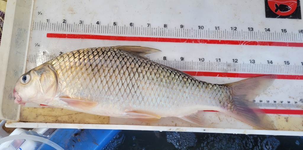 River Carpsucker from Houston on August 11, 2023 at 01:13 PM by Coley ...