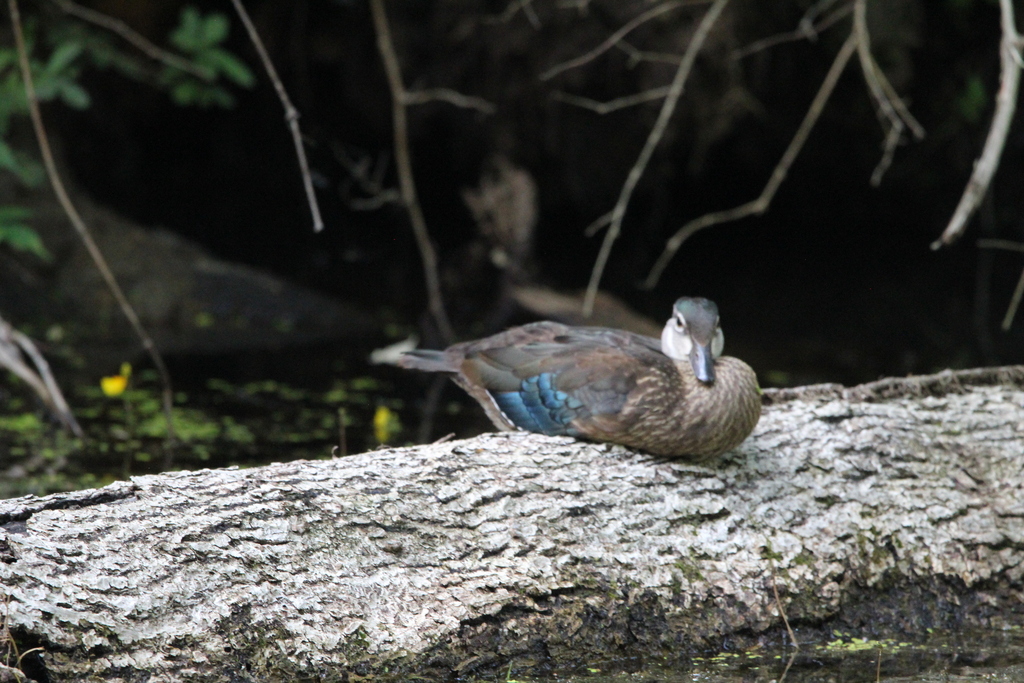 Wood Duck from Cuyahoga Falls, OH, USA on August 9, 2023 at 05:10 PM by ...