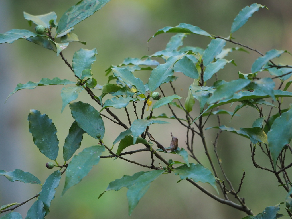 (Ficus formosana) - Botanical Realm