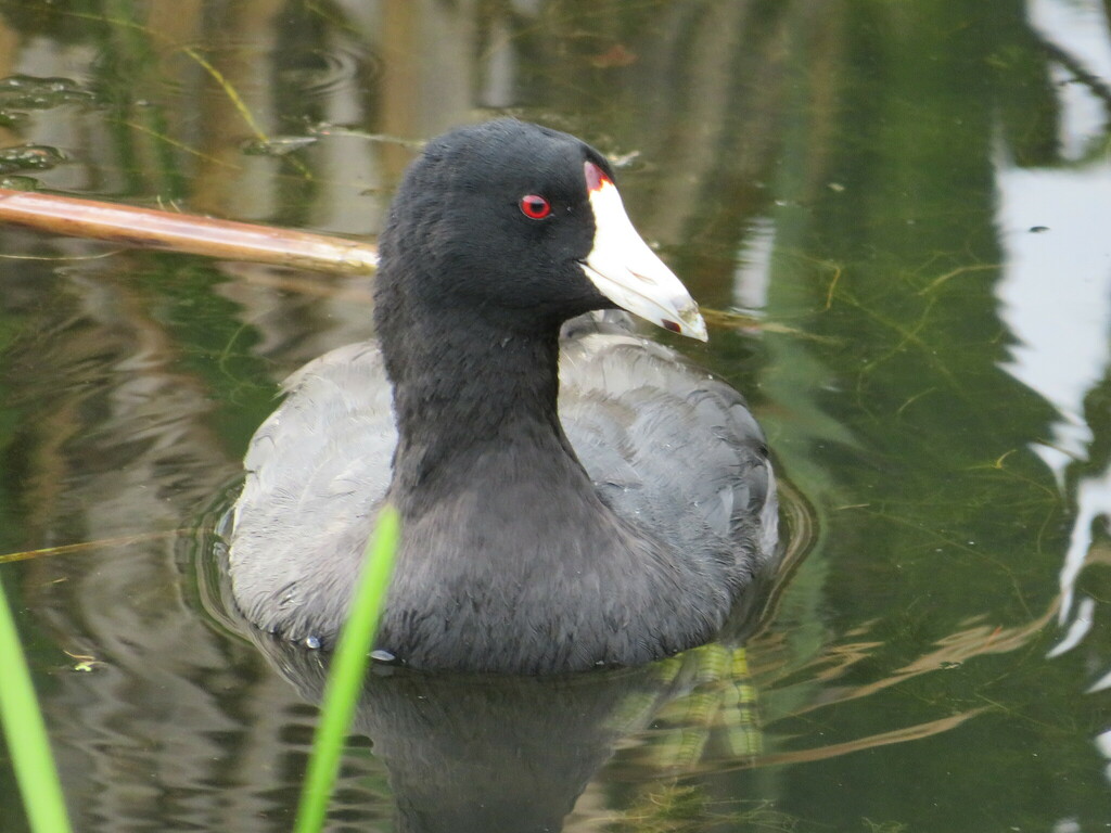 American Coot from Red Deer, AB, Canada on August 11, 2023 at 06:00 PM ...
