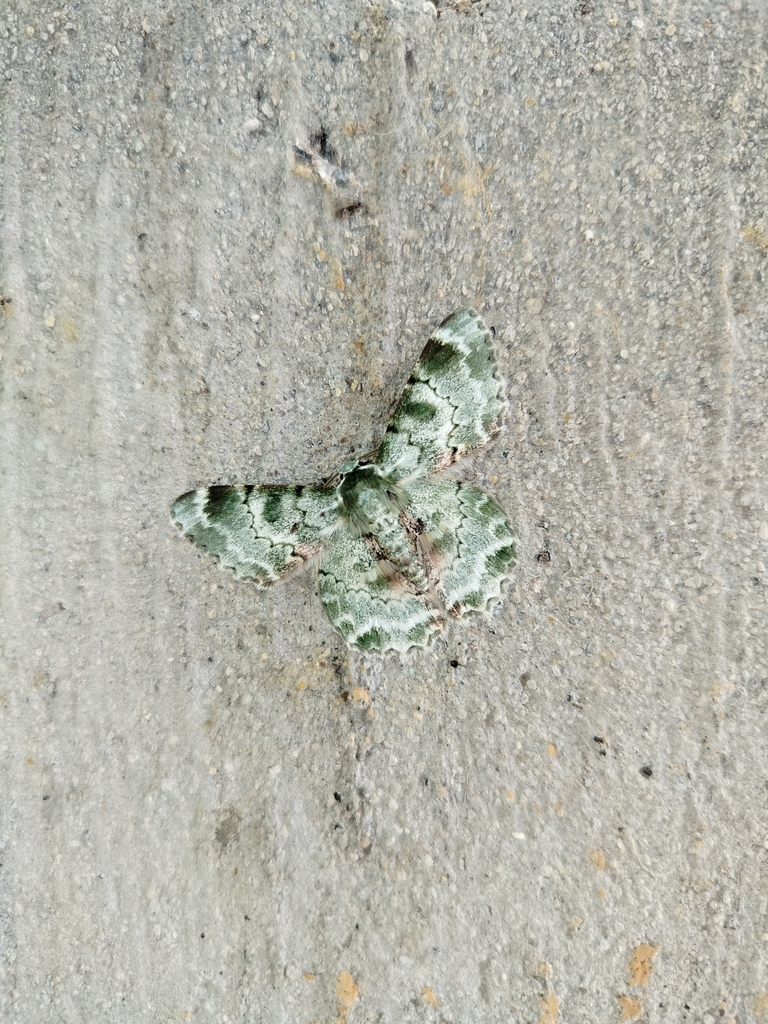 Pingasa subviridis from VJXH+322, Pulau Panggung, Kec. Semendo Darat ...