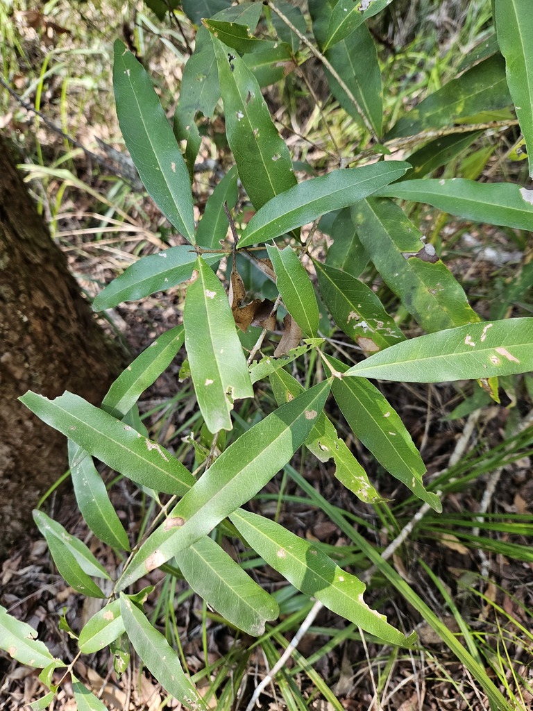 Notelaea longifolia from Pomona QLD 4568, Australia on August 1, 2023 ...