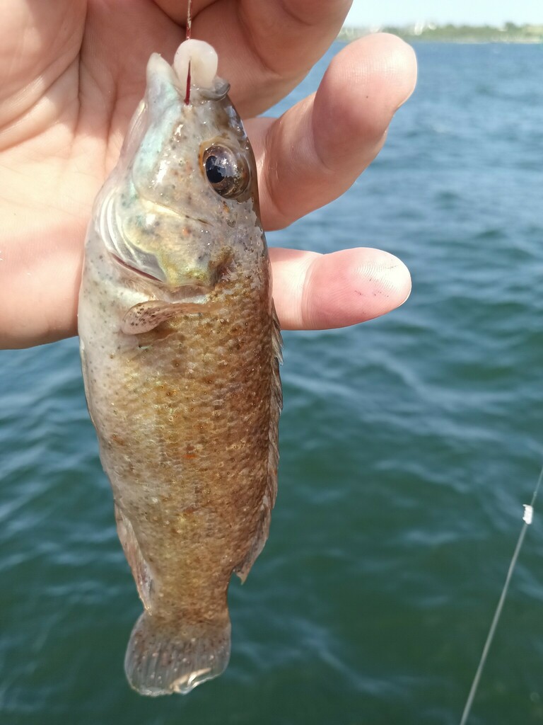 Cunner from Jamestown, RI, USA on August 11, 2023 at 03:19 PM by John ...