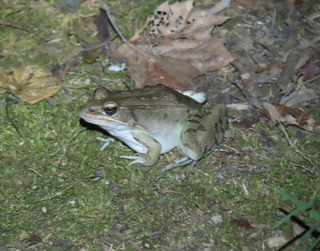 Southern Leopard Frog from Culcross Ct, Cary, NC, US on August 11, 2023 ...