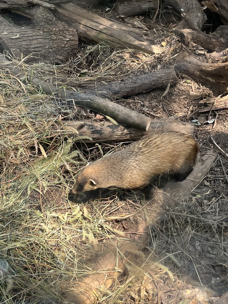 Asian Badger from 黄家圩路, 南京市, 江苏省, CN on August 11, 2023 at 01:31 PM by ...