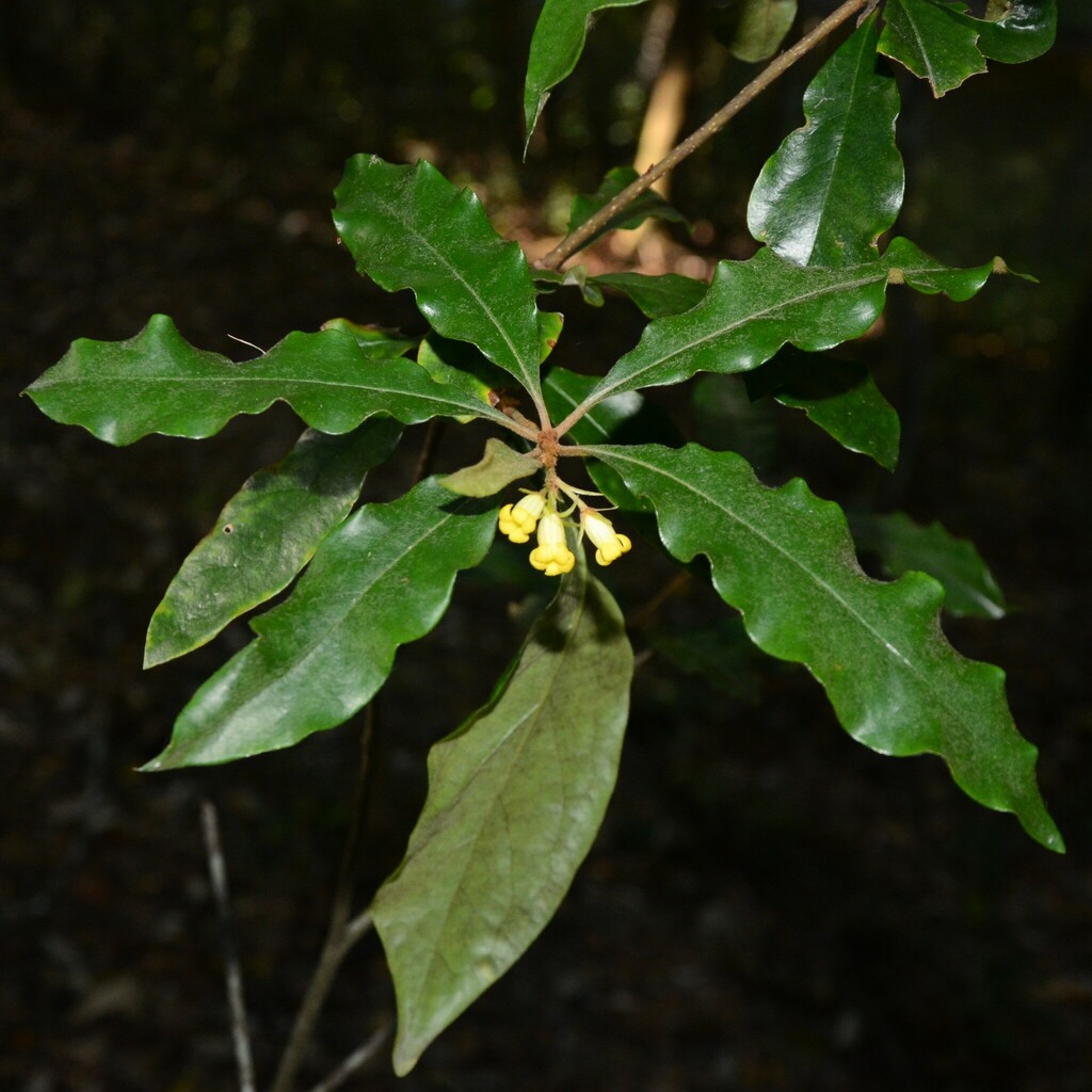 Rough-fruited Pittosporum in August 2023 by Matilda. It's leaves were hairy. · iNaturalist
