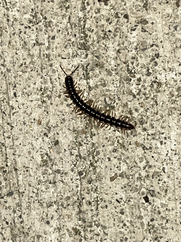 Greenhouse Millipede in August 2023 by Kaiju · iNaturalist