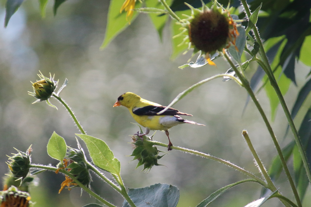 American Goldfinch from Virginia Village, Denver, CO, USA on August 10 ...