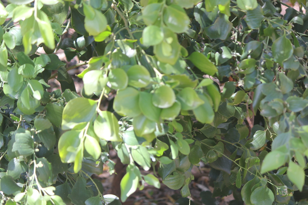 Broad Leaved Native Cherry from Darwin NT, Australia on August 9, 2023 ...