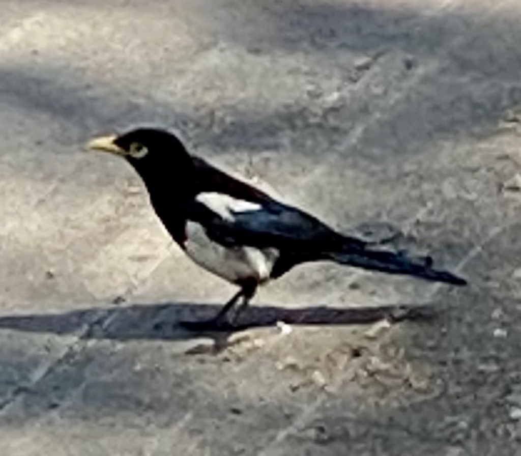 Yellow-billed Magpie in August 2023 by Rick Joosten · iNaturalist