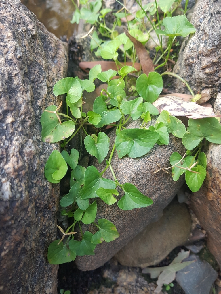 swamp violet from E. Gippsland - Orbost, AU-VI, AU on February 03, 2019 ...