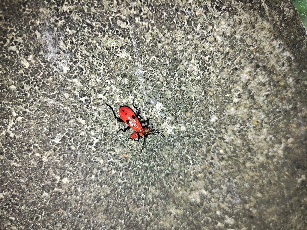 Antilochus nigripes from 中国广东省广州市天河区 on August 2, 2023 at 10:03 AM by ...