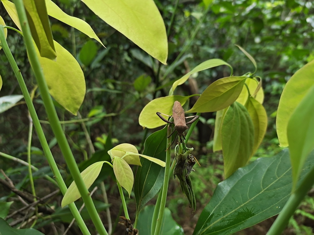 Mictis serina from 中国广东省广州市天河区 on August 2, 2023 at 08:48 AM by Leo ...