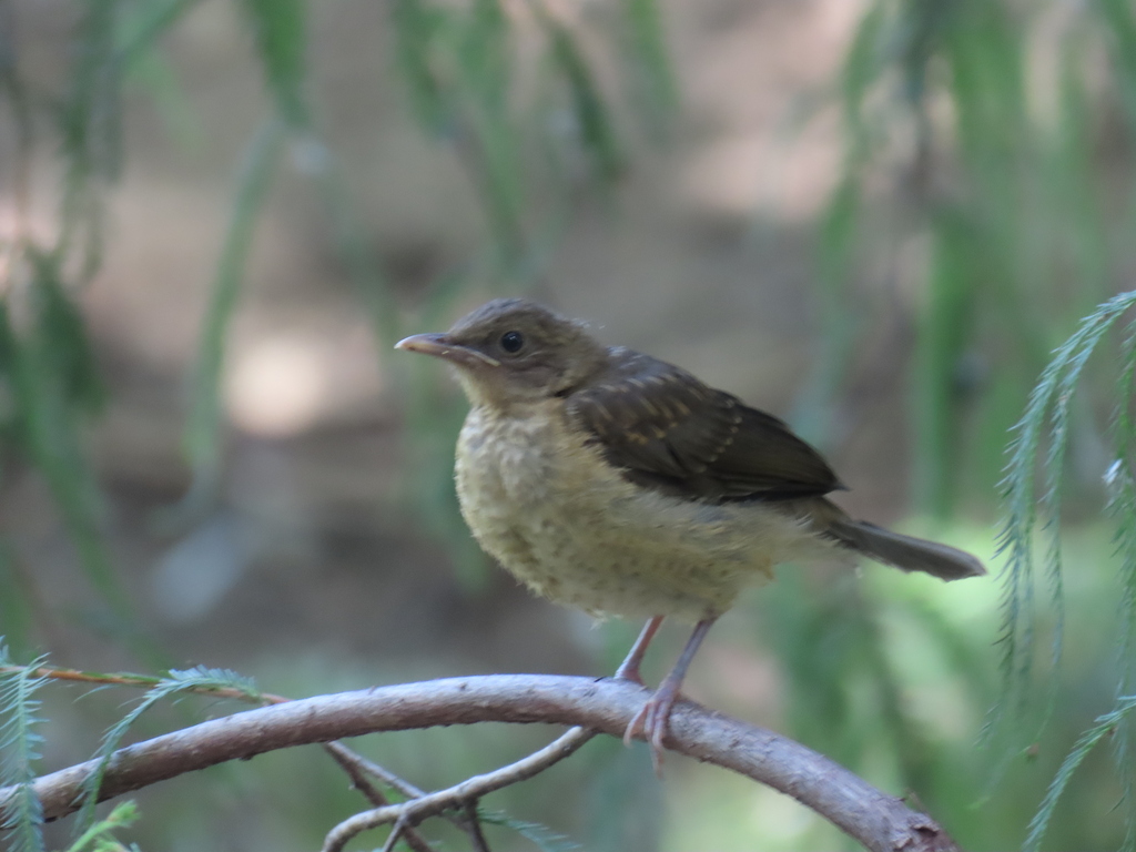 Clay-colored Thrush from Caña Hueca, 29030 Tuxtla Gutiérrez, Chis ...