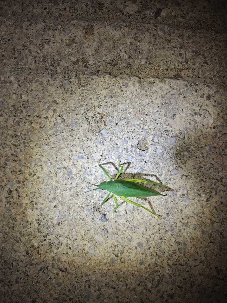 Phyllomimus sinicus from 江西省新余市分宜县大岗山乡 邮政编码: 336606 on July 27, 2023 at ...