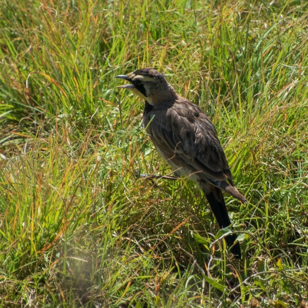 Horned Lark from Henderson, CO 80640, USA on August 4, 2023 at 02:26 PM ...