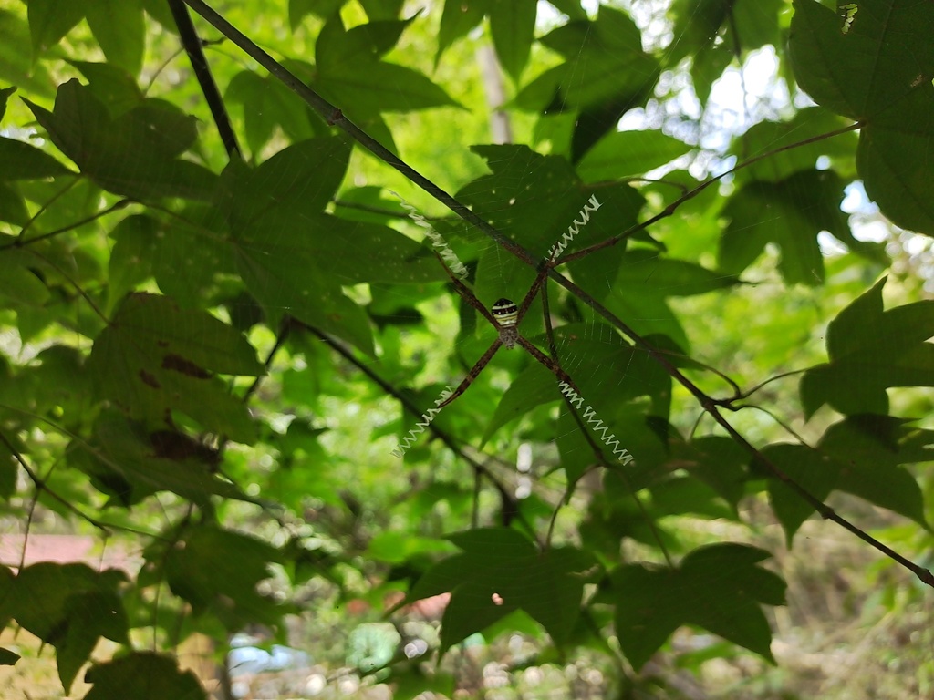 Kogane-gumo Spider from 大岗山 on July 27, 2023 at 02:44 PM by Leo Green ...
