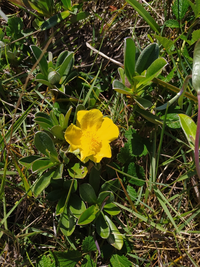 Climbing Guinea flower from Currimundi QLD 4551, Australia on August 11, 2023 at 12:52 PM by ...