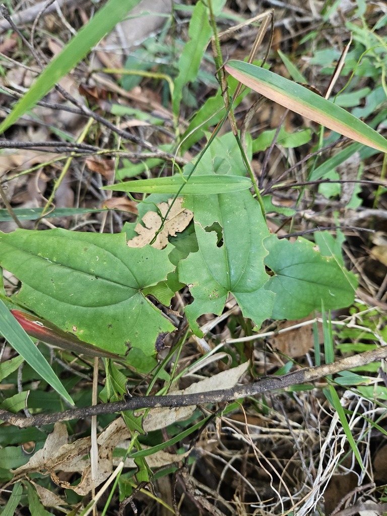 Common Yam Vine from Pomona QLD 4568, Australia on August 1, 2023 at 10:54 AM by Darren Fielder ...