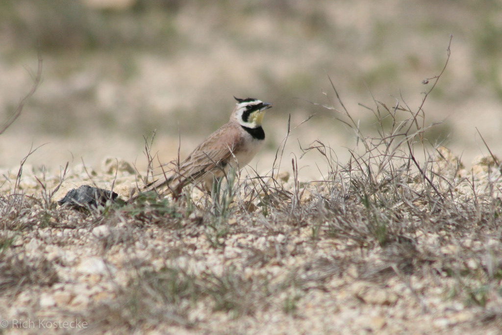 Horned Lark from Coryell County, TX, USA on May 2, 2008 at 10:20 AM by ...