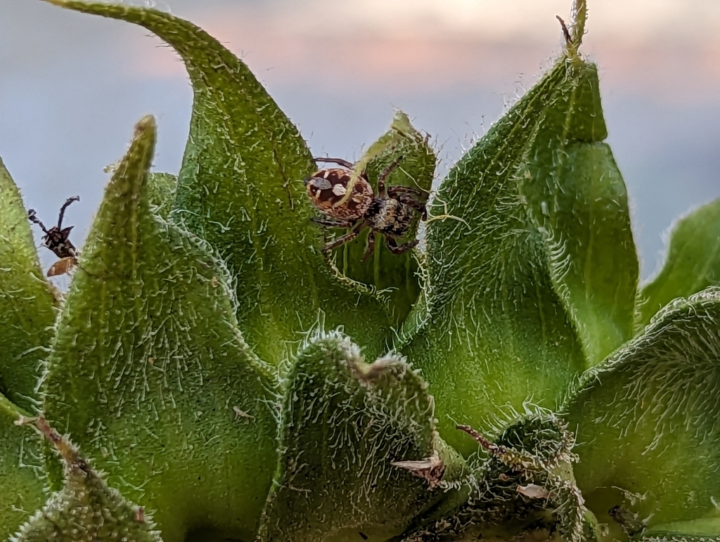 Bold Jumping Spider from Kern County, US-CA, US on August 11, 2023 at ...