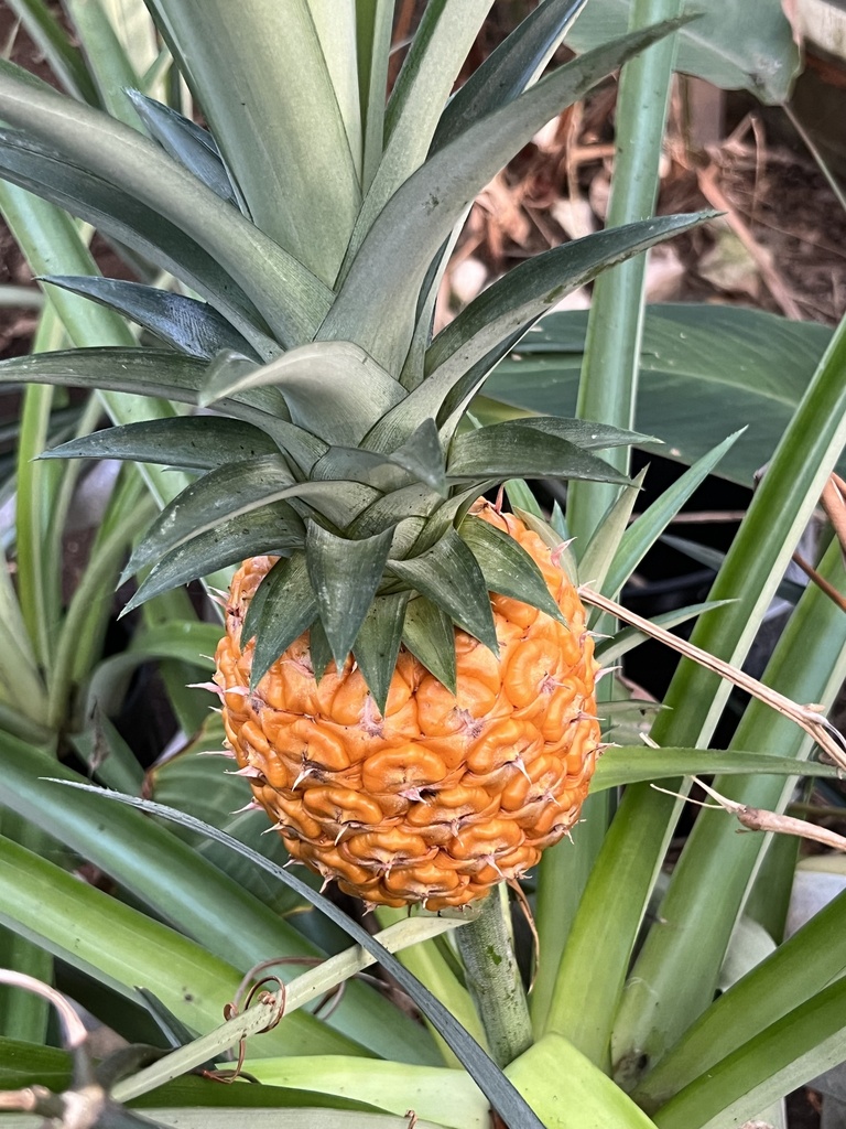 pineapple from Lake Austin Blvd, Austin, TX, US on August 11, 2023 at ...