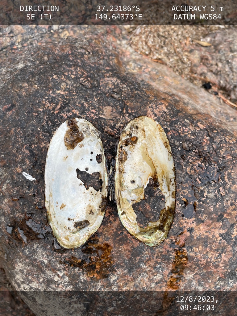Knife-shaped Mussel from Wallagaraugh River, Yambulla, NSW, AU on ...